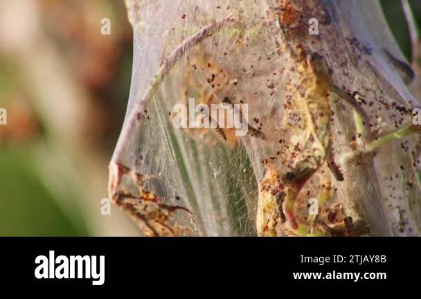 Many spinning moth caterpillars as canker worms in silky cocoon infest ...