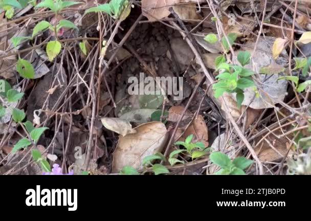 Dead insects and plants Stock Videos & Footage - HD and 4K Video Clips ...