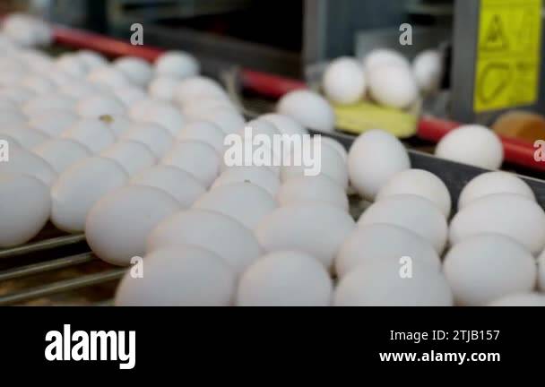 Egg processing plant Stock Videos & Footage - HD and 4K Video Clips - Alamy