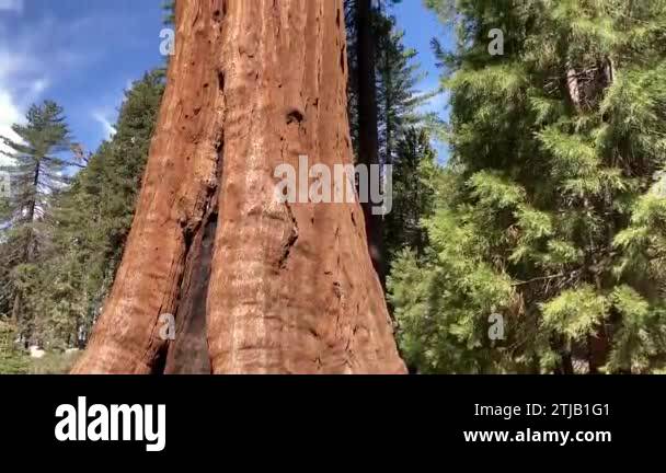 Sentinel tree Stock Videos & Footage - HD and 4K Video Clips - Alamy