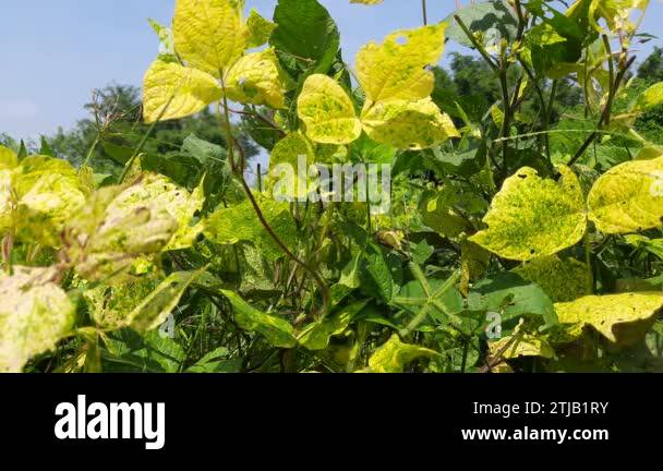 Vigna mungo plant growing in field. Its other names black gram,urad ...