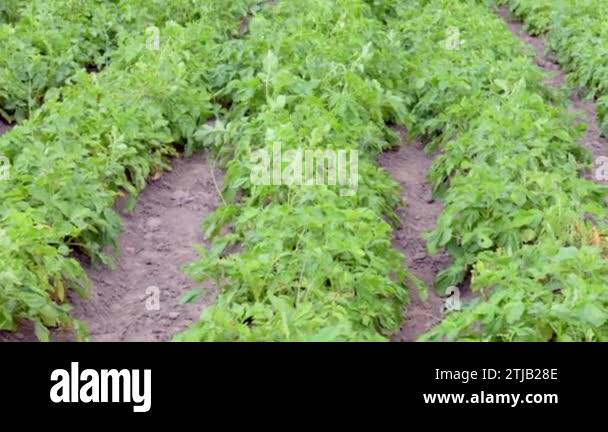 A male farmer sprays pesticides on a potato plantation from a sprayer ...