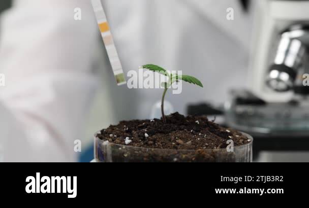 Scientist does test of soil fertility using indicator paper to grow up ...
