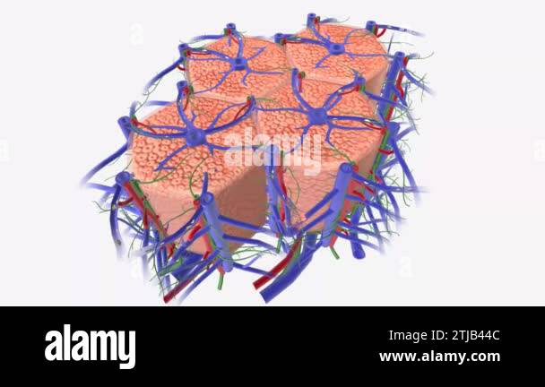 Tissue section Stock Videos & Footage - HD and 4K Video Clips - Alamy