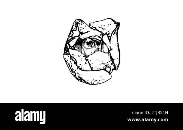 This is the animated outline time-lapse of a Rose flower blooming, on a ...