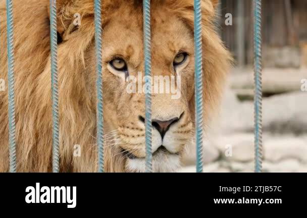 The lion behind bars. Close up of a lion at the zoo looking through a ...