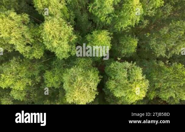 Eucalyptus trees at rural landscape. Farming scenery. Rural scenery ...