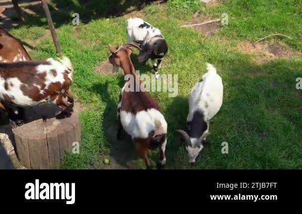 Group of goats on a farm grazing and waiting for feeding. Two goatling ...