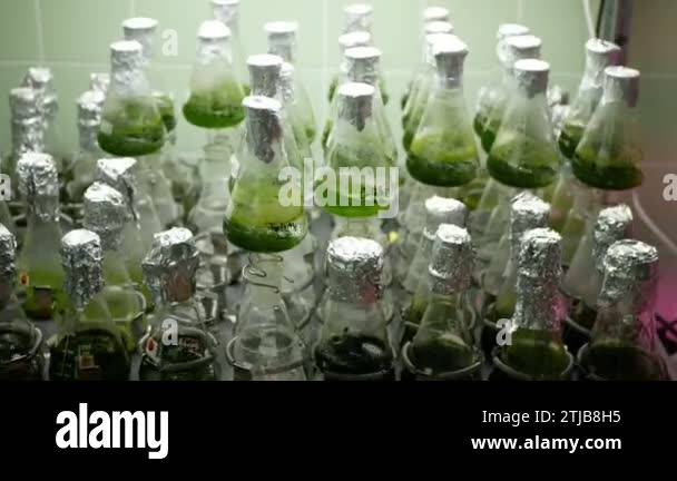 Test algae Stock Videos & Footage - HD and 4K Video Clips - Alamy