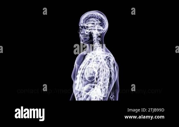 Animation of brain and human body model rotating over black background ...
