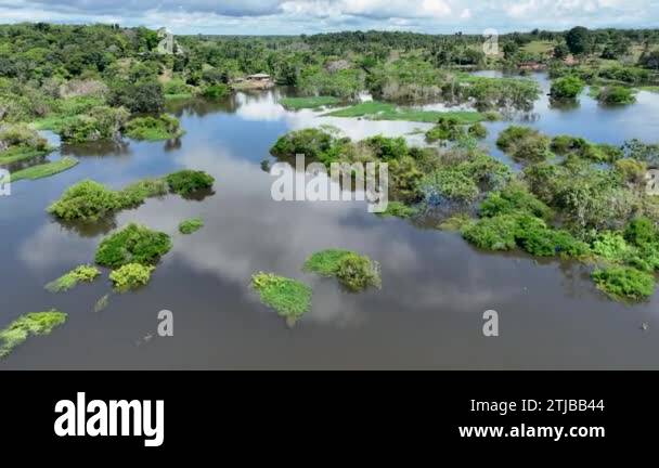 Nature aerial view of Amazon forest at Amazonas Brazil. Mangrove forest ...