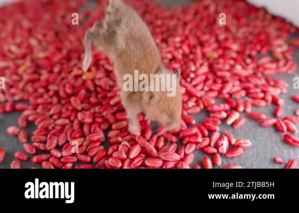 Incredibly attractive taste and aroma of rodent poison for mice. A ...