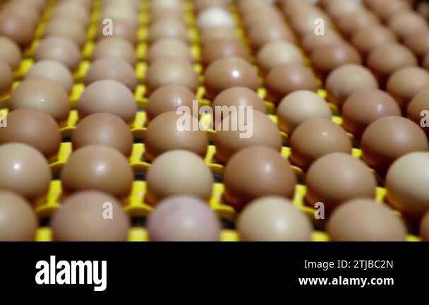 hen eggs in conveyor belt before processing egg packing plant at the ...