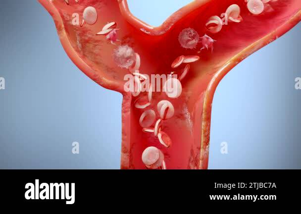 Transverse section artery vein Stock Videos & Footage - HD and 4K Video ...