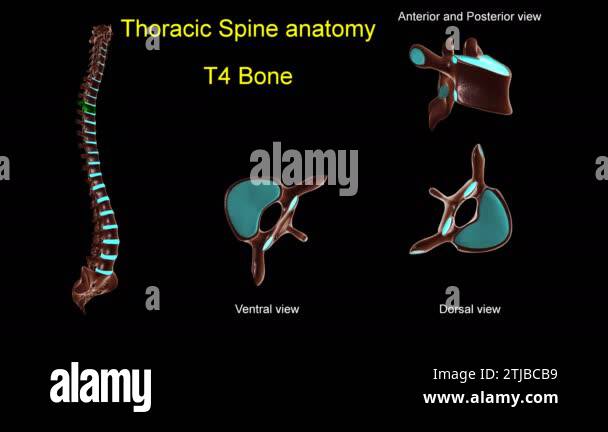 Thoracic spine T 4 bone anatomy for medical concept 3D animation with ...
