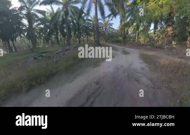 footage of forward motion along pathway in the oil palm plantation ...