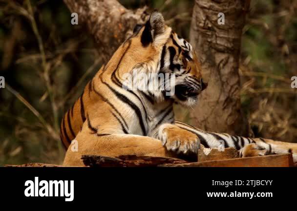 Close up detail portrait of bathing sun tiger. Beautiful face portrait ...