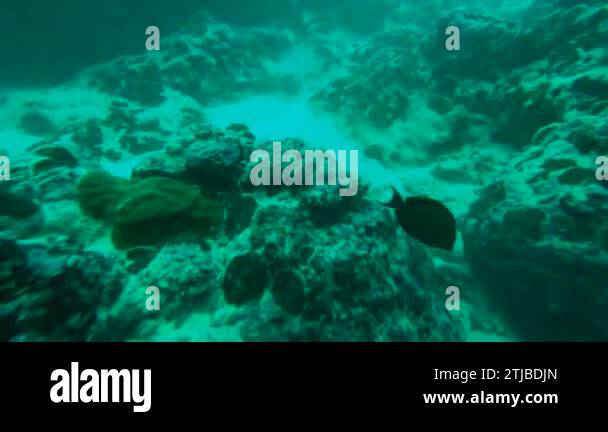Scuba diving great barrier Stock Videos & Footage - HD and 4K Video ...