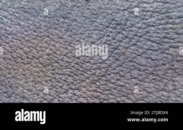 Rough skin texture Stock Videos & Footage - HD and 4K Video Clips - Alamy