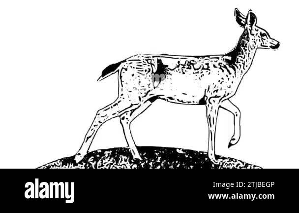 This is the animated outline of a walking young deer animal, on a white ...