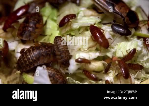 A group of cockroaches of different species big and small eat food ...