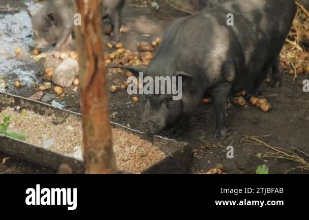 Vietnamese piglet approaches feeder and sniffs it. Growing and feeding ...