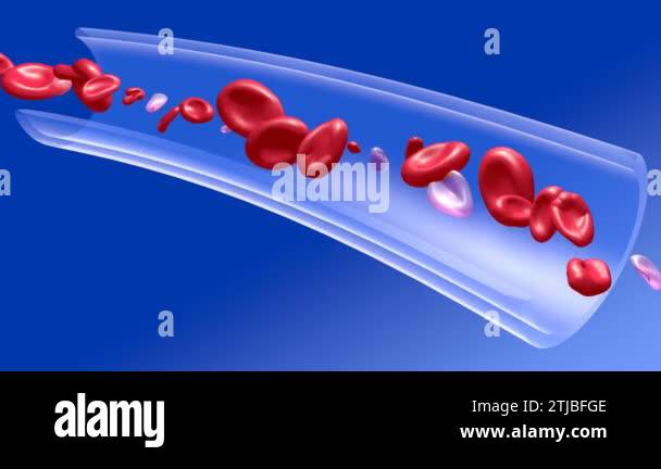 Anatomical 3d animation of red blood cells in blood circulation. Image ...