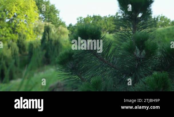 Pine tree in focus Stock Videos & Footage - HD and 4K Video Clips - Alamy