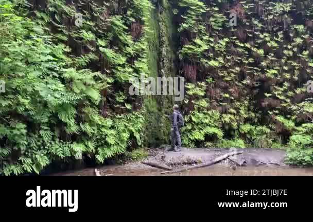 Fern canyon in redwoods Stock Videos & Footage - HD and 4K Video Clips ...