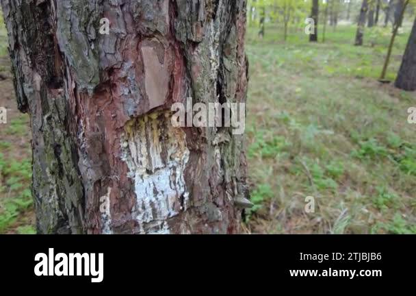 pine resin on a tree. The traditional pine resin extraction process ...
