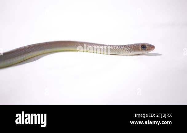 Ptyas korros, commonly known as the Chinese ratsnake or Indo-Chinese ...