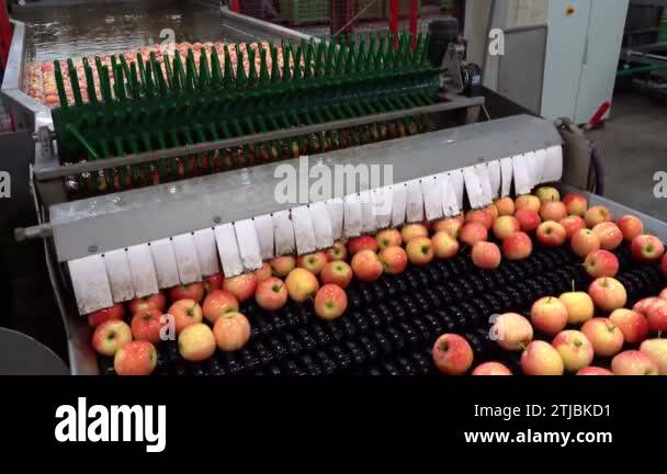 Fruit distribution center Stock Videos & Footage - HD and 4K Video Clips - Alamy
