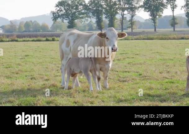 Dairy cow farming Stock Videos & Footage - HD and 4K Video Clips - Alamy