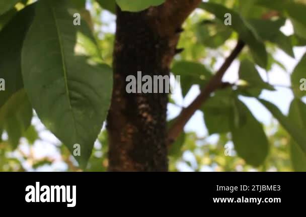 Garden Infestation Stock Videos And Footage Hd And 4k Video Clips Alamy