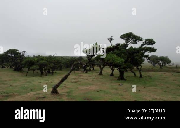 Madeira tree Stock Videos & Footage - HD and 4K Video Clips - Alamy