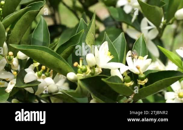 Citrus pollination Stock Videos & Footage - HD and 4K Video Clips - Alamy