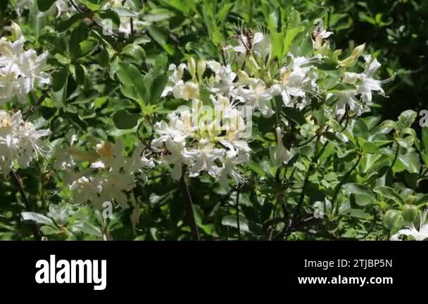 White flowering terminal indeterminate raceme inflorescence of Western ...