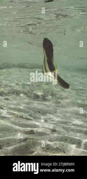 Vertical video, Baby Bat fish swim underwater on shallow water, Slow ...
