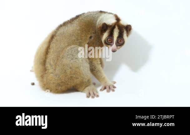 The Javan slow loris (Nycticebus javanicus) Nycticebus coucang primate ...
