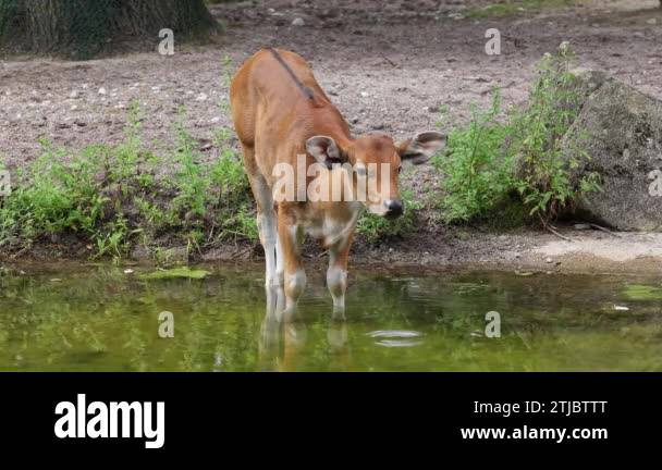 Banteng, Bos javanicus or Red Bull. It is a type of wild cattle But ...