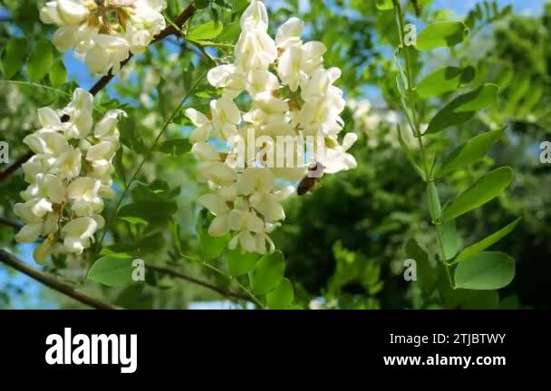 White inflorescences flowering acacia bee Stock Videos & Footage - HD ...