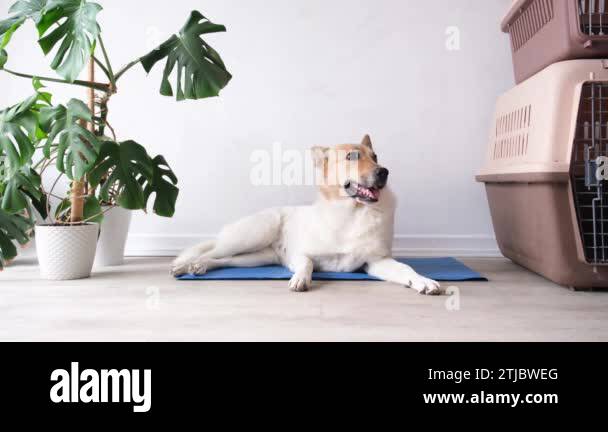 Pet care. Cute relaxed mixed breed dog lying on cool mat in hot day looking up, white wall ...