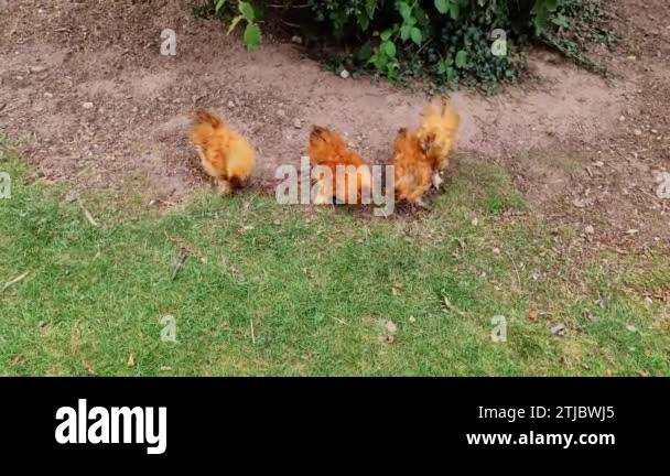Dwarf hen Stock Videos & Footage - HD and 4K Video Clips - Alamy