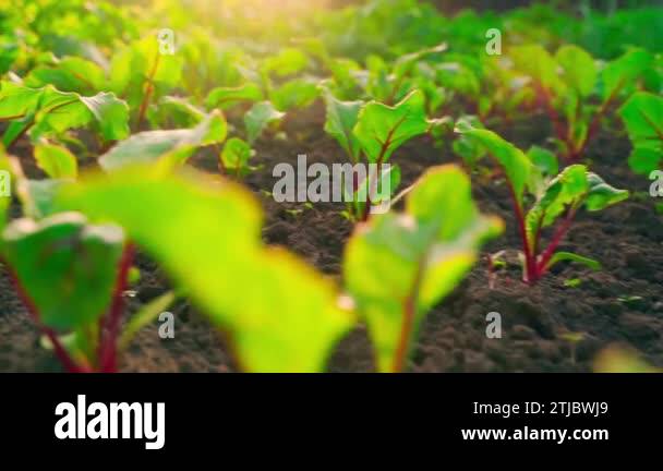 Young growing red beets in the early morning at sunrise close-up on a ...