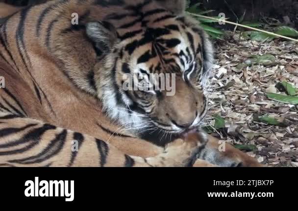 Sumatran Tiger sunbathing in a natural park Panthera tigris sumatrae ...