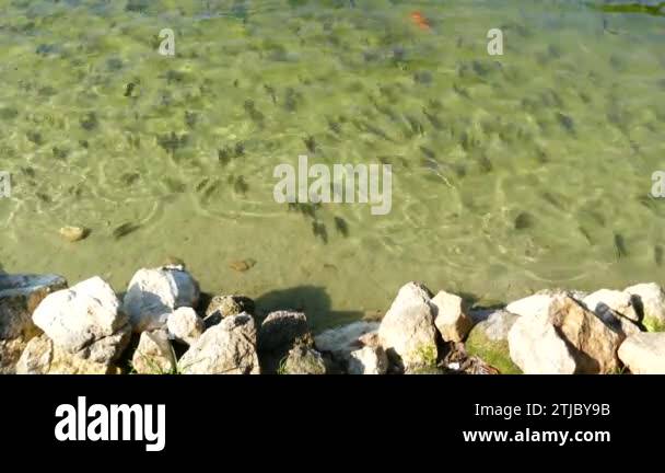 Fish group Stock Videos & Footage - HD and 4K Video Clips - Alamy