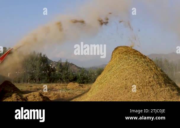 Harvesting rice crop Stock Videos & Footage - HD and 4K Video Clips - Alamy