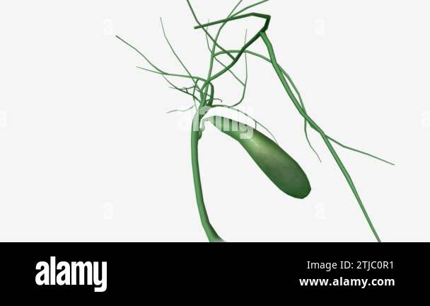 The gallbladder is a pear-shaped organ located on the posterior ...