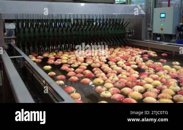 Apples Floating And Being Washed And Transported In Water Tank Conveyor In Fruit Packing ...