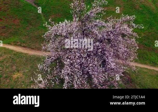 Cherry grove tree plantation Stock Videos & Footage - HD and 4K Video ...